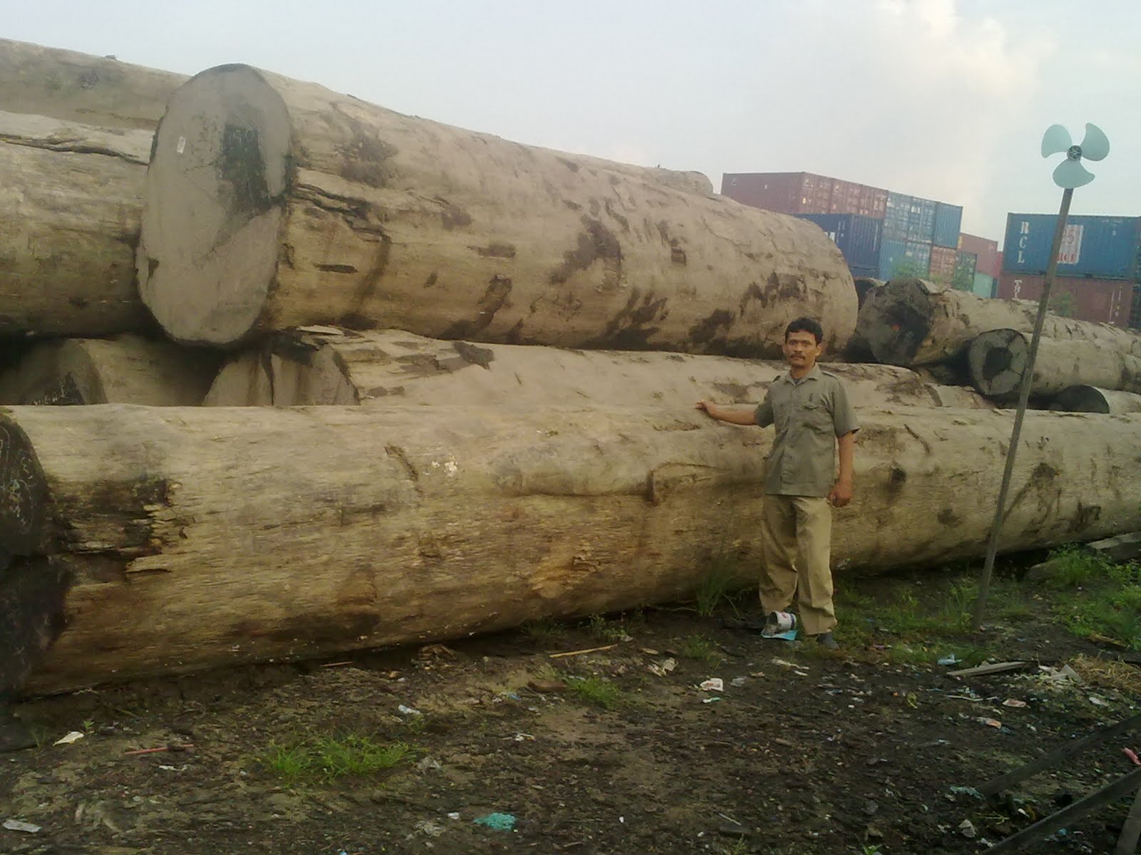 kayu merbau dan kayu lasi / jati sulawesi - Binarbhanuwati's blog