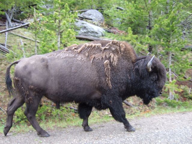 Bullwinkle's Travels: Welcome to Yellowstone