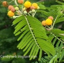 Herbal Trees plants Medicine Care Photo Gallery: Acacia catechu