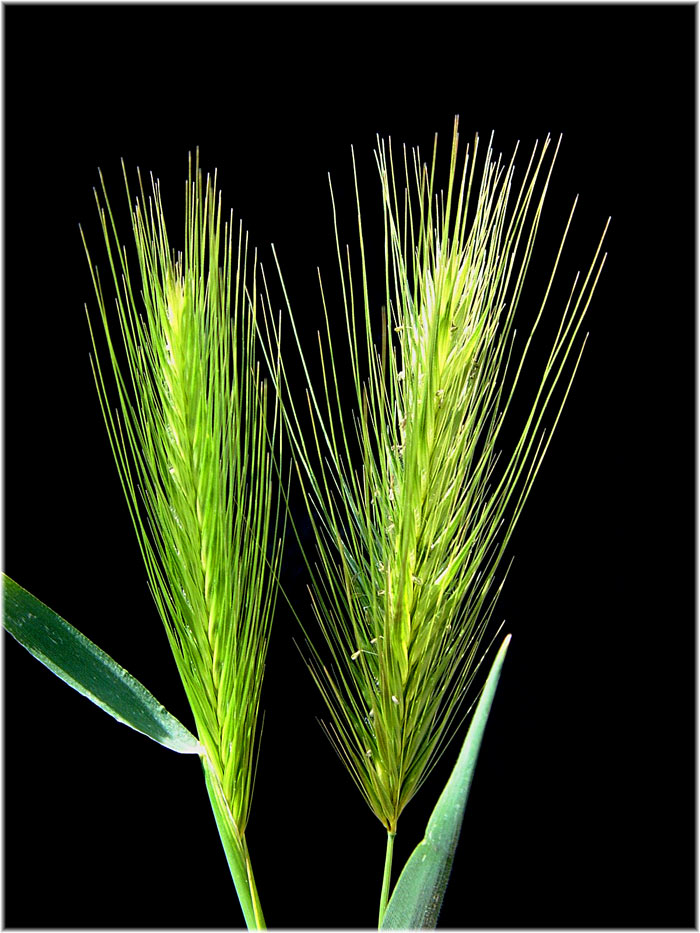 FOTO NATURA HUESCA 2: Hordeum murinum L. 1753 hordeum-murinum Mäuse ...