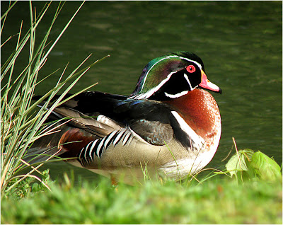 Foto-Natura-Huesca: Aix sponsa, pato de la Florida, pato joyuyo, pato ...