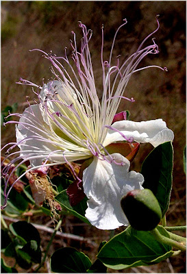 Foto-Natura-Huesca: Flor alcaparra alcaparro capparis spinosa câpre ...