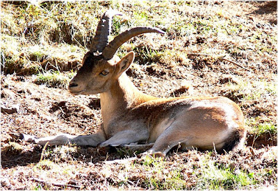 Foto-Natura-Huesca: Cabra montés montesa capra hyspanica chèvre sauvage ...