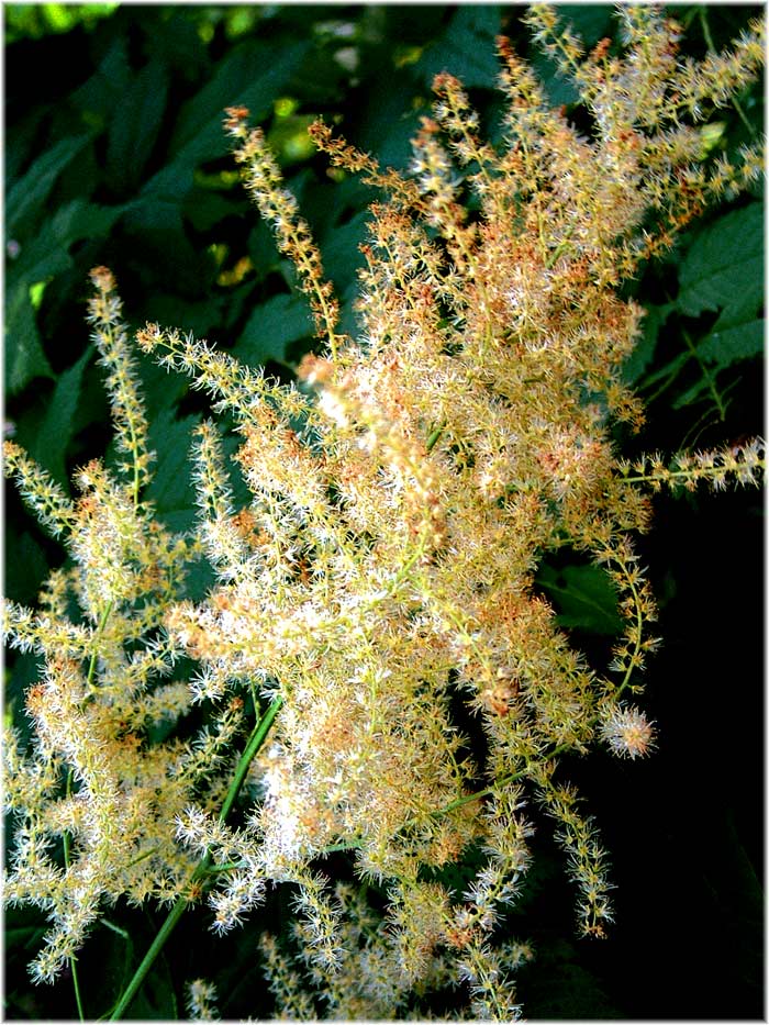 FOTO NATURA HUESCA 2: Aruncus dioicus (Walter) Fernald 1939 aruncus ...
