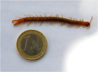 Foto-Natura-Huesca: Chilopoda ciempies centipedes Hundertfüßer ...