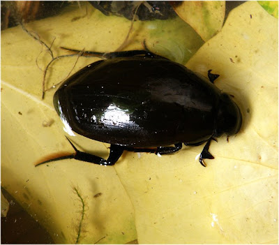 Foto-Natura-Huesca: Hydrophilus piceus hydrophilus-piceus Greater ...
