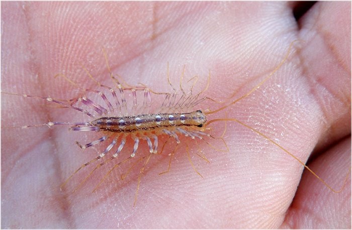 Foto-Natura-Huesca: Scutigera scutigera-coleoptrata ciempiés ...