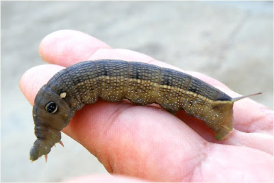 Foto-Natura-Huesca: Hippotion celerio hippotion-celerio Linnaeus 1758 ...