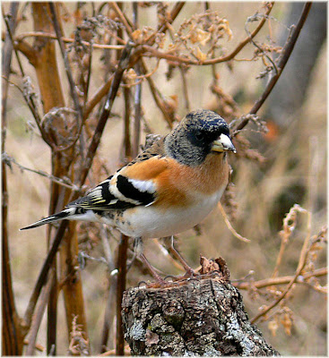 Foto-Natura-Huesca: Pinzón real pinzon-real Brambling fringilla ...