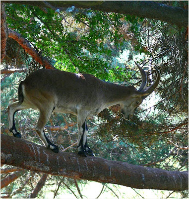 FOTO NATURA HUESCA 2: Cabra montés montesa capra pyrenaica chèvre ...