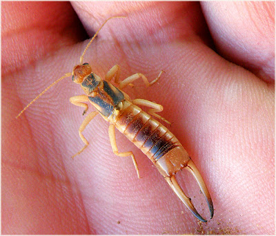 FOTO NATURA HUESCA 2: Labidura riparia Tawny earwig Giant earwig ...
