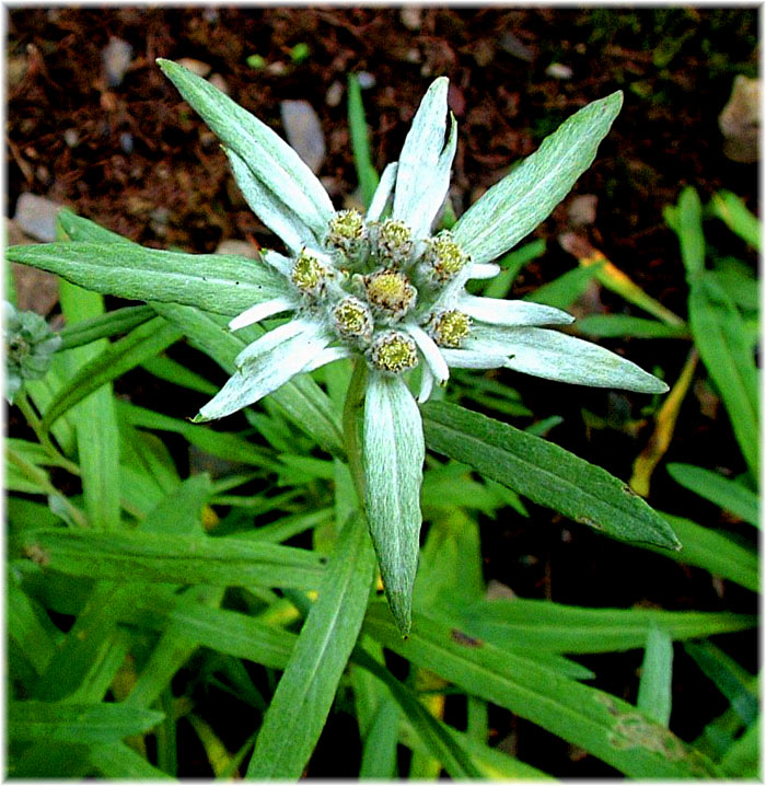 FOTO NATURA HUESCA 2: Edelweiss flor de nieve Еделвайс Edelweiß ウスユキソウ ...