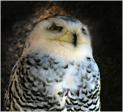 FOTO NATURA HUESCA 2: Buho nival Snowy Owl bubo scandiacus nyctea ...