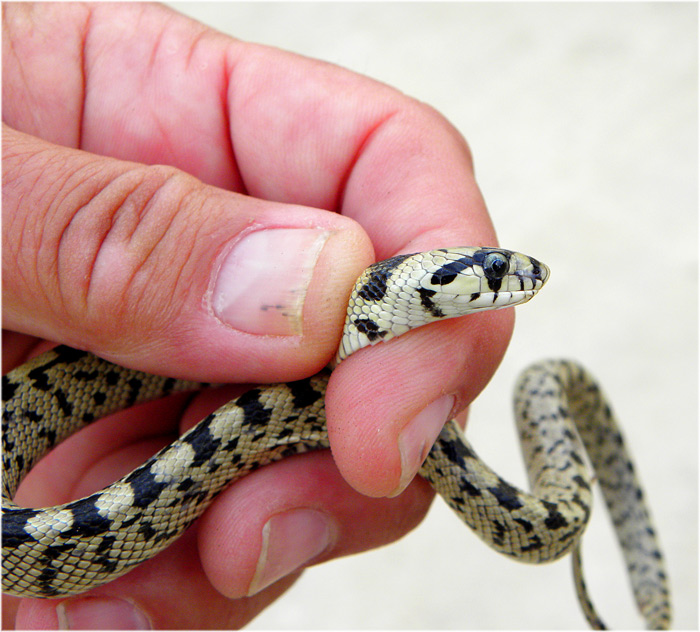 FOTO NATURA HUESCA 2: Serpiente de escalera rhinechis scalaris Schinz ...