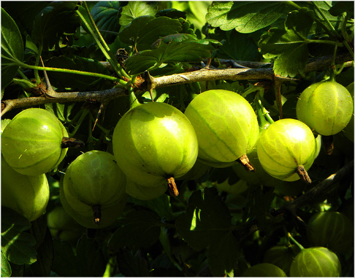 FOTO NATURA HUESCA 2: Grosellero espinoso L.1753 ribes uva-crispa ribes ...