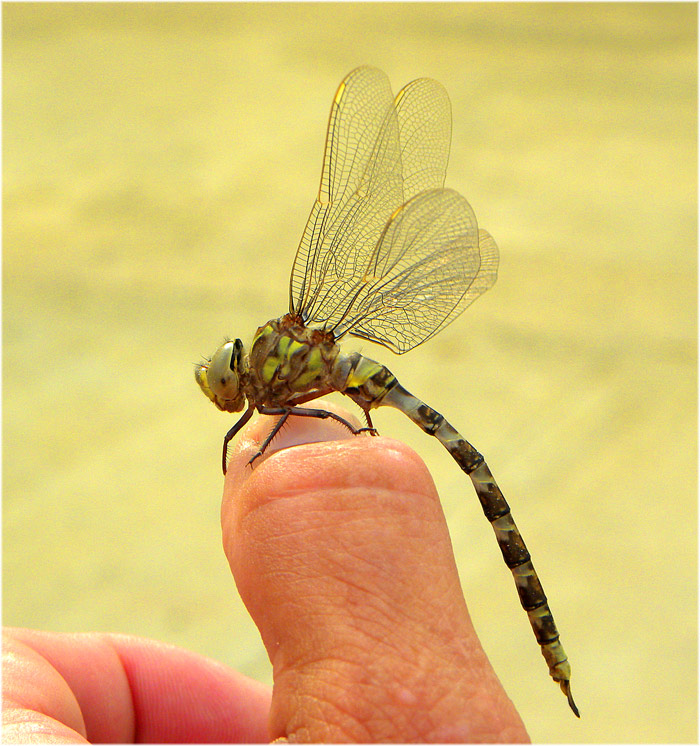 FOTO NATURA HUESCA 2: Boyeria irene Fonscolombe, 1838 boyeria-irene ...