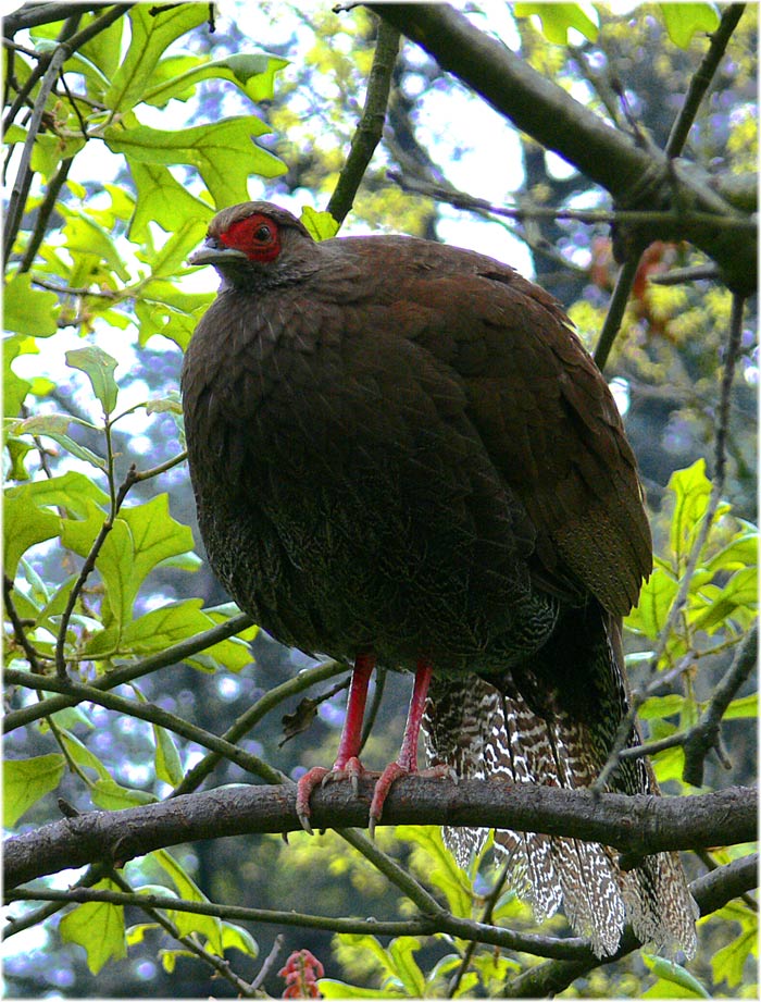 FOTO NATURA HUESCA 2: FAISÁN PLATEADO hembra lophura nycthemera ...