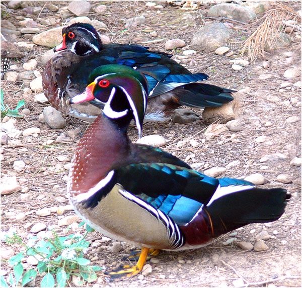 FOTO NATURA HUESCA 2: PATO JOYUYO aix sponsa Linnaeus, 1758 aix-sponsa ...