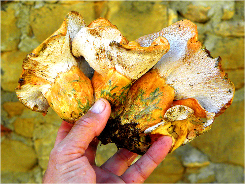 FOTO NATURA HUESCA 2: Hypomyces lateritius (Fr.) Tul. & C. Tul. 1860 ...