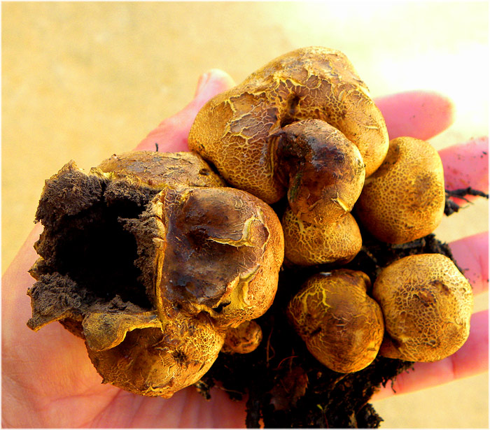 FOTO NATURA HUESCA 2: SCLERODERMA CITRINUM Christiaan Hendrik Persoon ...