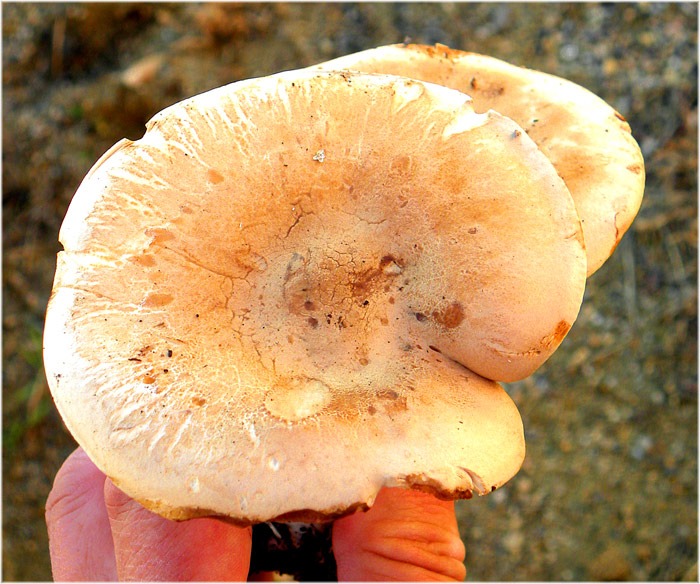 FOTO NATURA HUESCA 2: CLITOCYBE ALEXANDRI (Gillet) Gillet (1884 ...