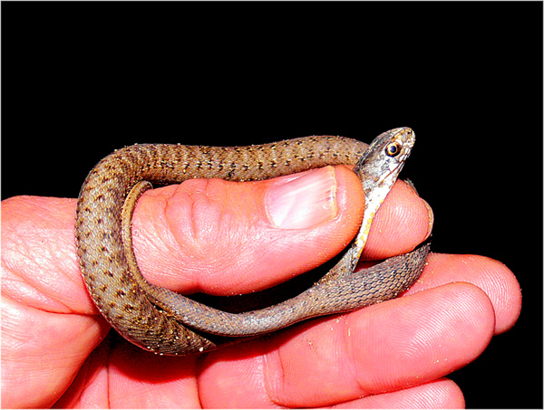 FOTO NATURA HUESCA 2: SERPIENTE serpentes Linnaeus, 1758 culebra እባብ ...