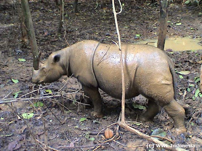 Tanah Air Kita: Badak Sumatra