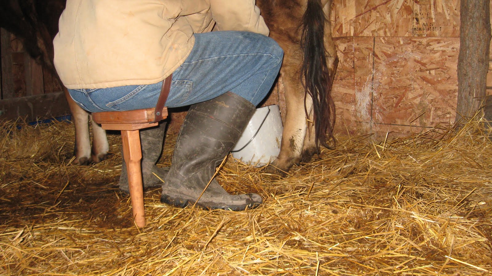 Peter's Blog: Swiss Milking Stool
