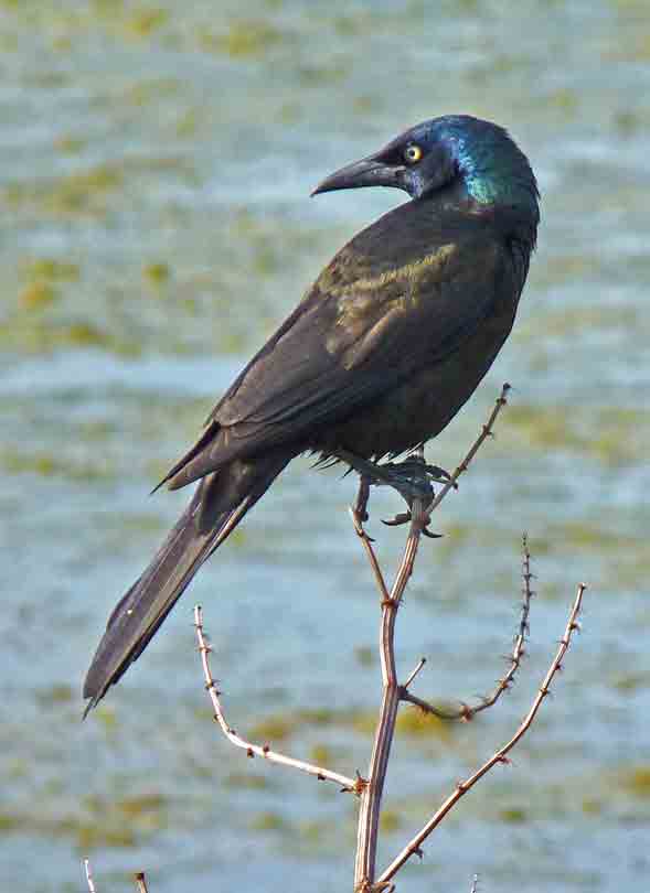 mefryux: common grackle juvenile
