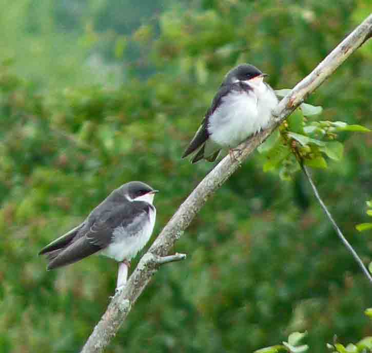 Life at the Annapolis Royal Marsh: New tree swallows