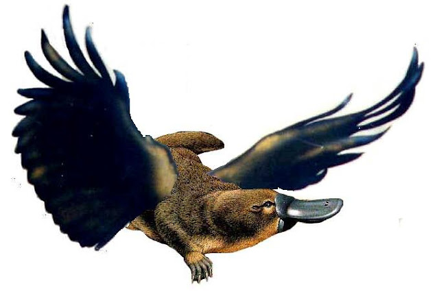 The Flying Platypus