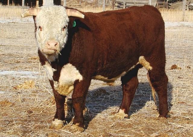 Cattle Colour Genetics: Polled, Scurred and Horned