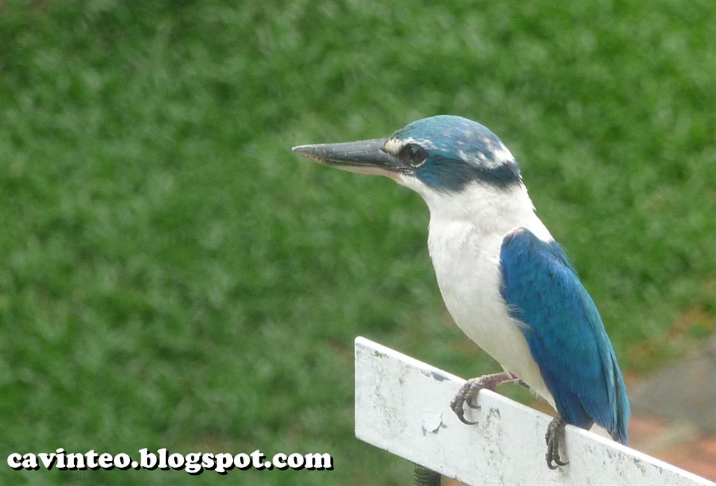 Entree Kibbles: Many Birdies (Bird Infestation) @ Chong Pang, Yishun