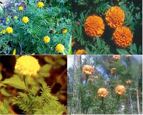 Serba Tanaman: Bunga Tahi Kotok (Tagetes Erecta L.)