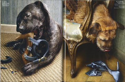 juliettemerck.blog: dog eat shoe