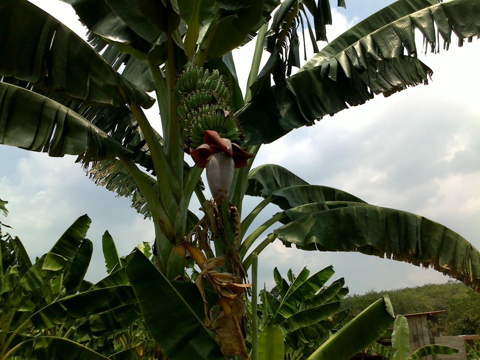 londang pisang: Pisang Berbuah