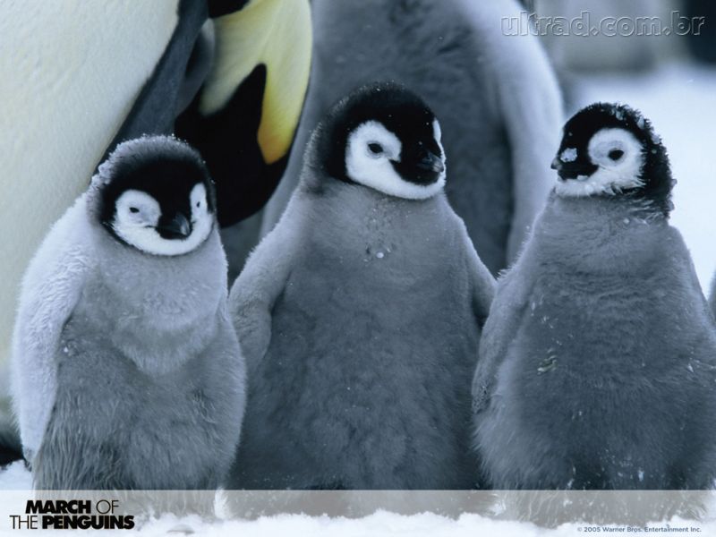 Notas em Azul: Marcha dos Pinguins