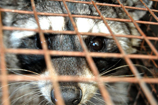 All City Animal Trapping: RACCOON TRAPPING, RACCOON TRAPPING, RACCOON ...