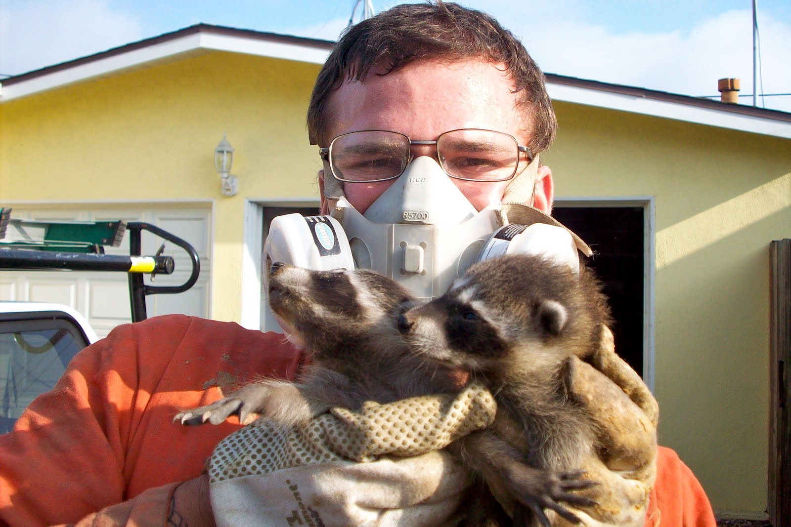 All City Animal Trapping: RACCOON WITH BABIES IN MY ATTIC IN LA ...