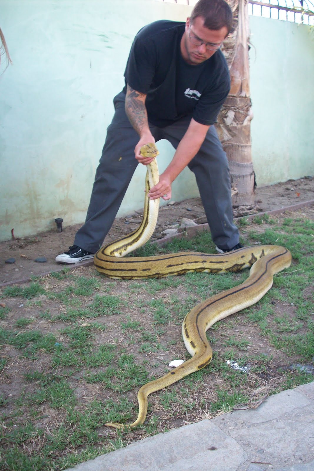 All City Animal Trapping: Snakes In Los Angeles. If you see a snake ...