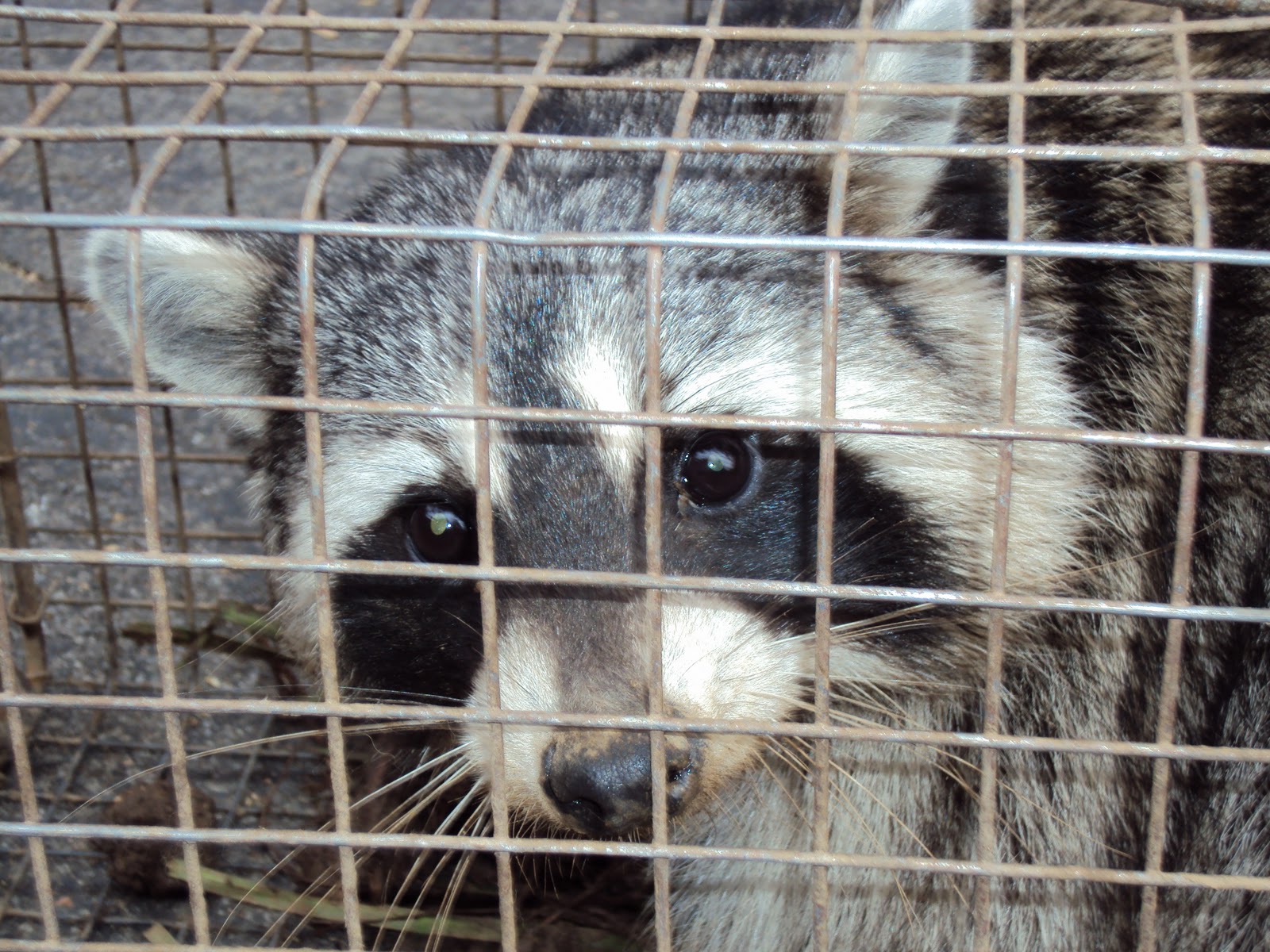 All City Animal Trapping: RACCOON REMOVAL IN LA AND ORANGE COUNTY (877 ...