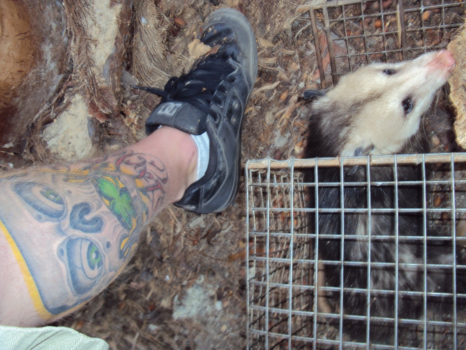 All About Animals: OPOSSUM TRAPPING,OPOSSUM TRAPPING,OPOSSUM TRAPPING ...