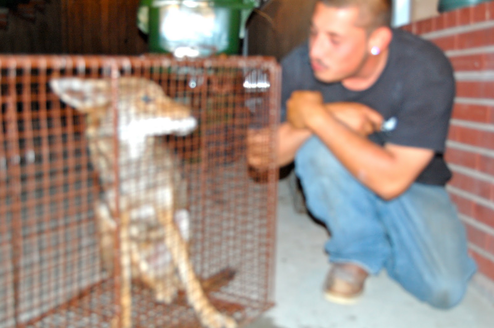 All City Animal Trapping: Coyote Trapping & Removal in Orange County!