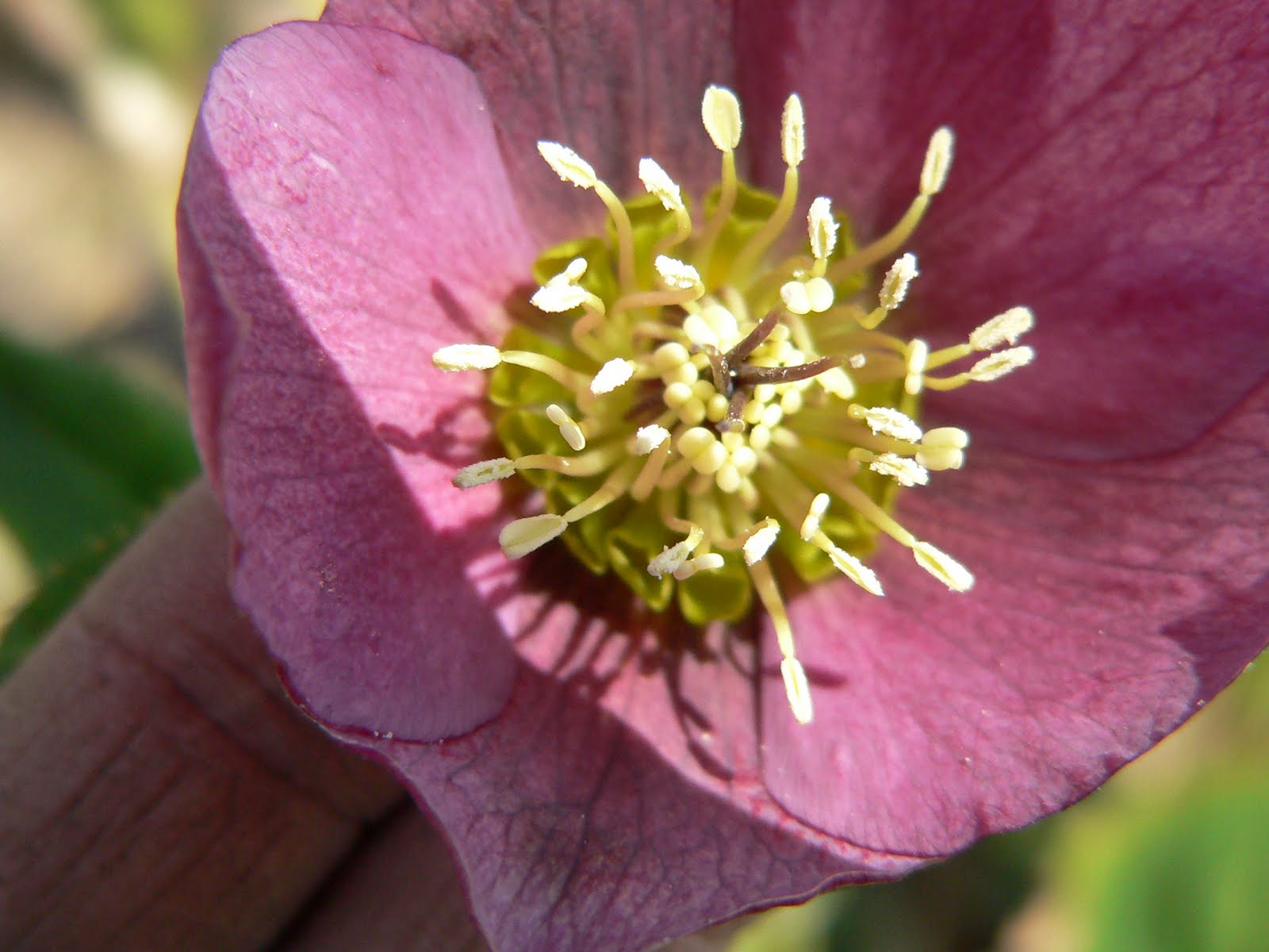 Persephone in Bloom: Hellebores aren't a bore!