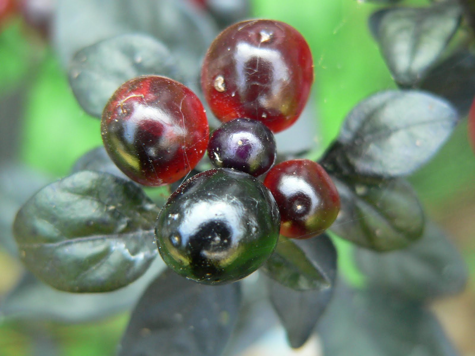 Persephone in Bloom: Start of Friday Foliage, Flowers and Fruits photog