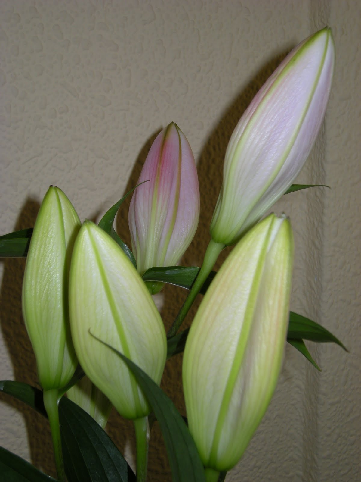 Flores Naturales: Capullos de lillium