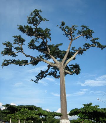 GAIA LUMINA: Natura, árboles