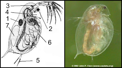 Aquafixe: Pulga de água