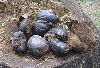 kebun siwalan: Buah, Legen dan Tuak dari Siwalan di Tuban JaTim