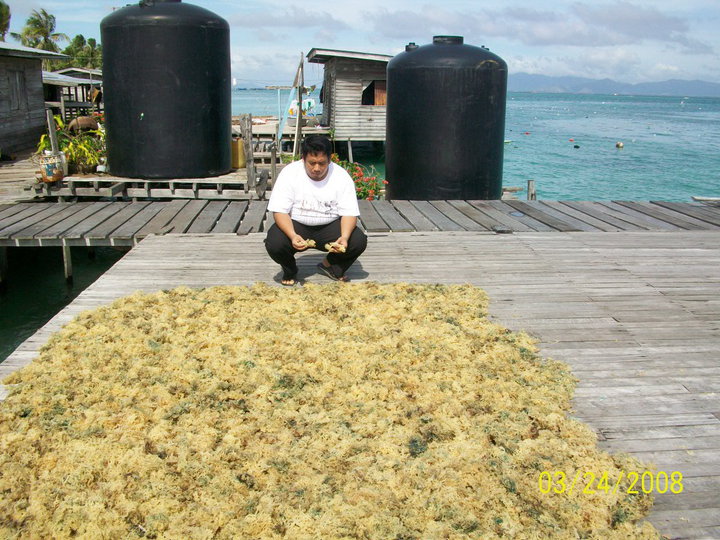 Rumput Laut Indonesia: Foto foto rumput laut di Nunukan Kalimantan Timur